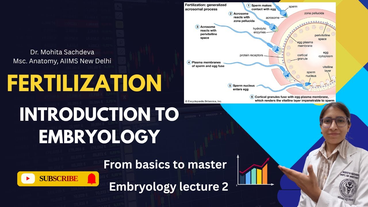 Fertilization Process in Humans | Embryology Simplified - YouTube
