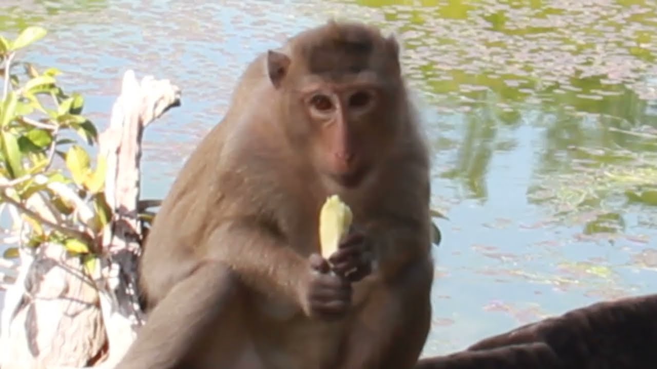 monkey love Sour Mongo || feeding onemonkey love Sour Mongo to hungry ...