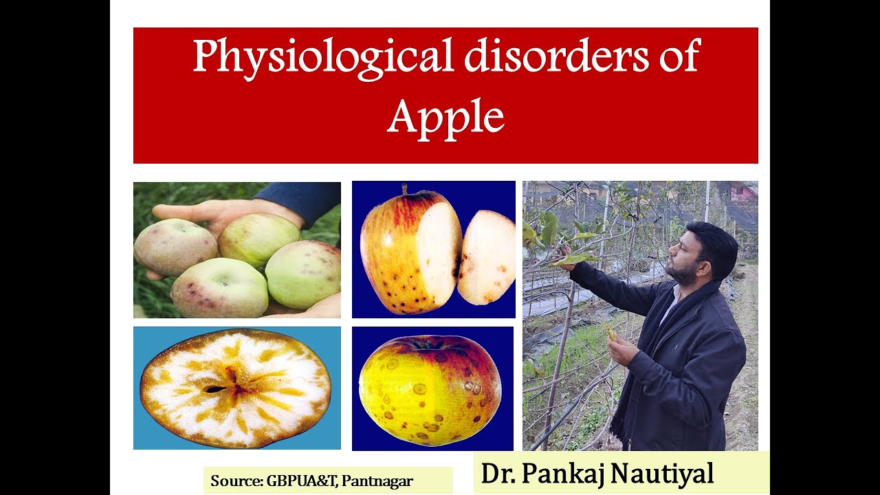 Physiological disorders of Apple...सेब में होने वाले विकार एवं उनके ...