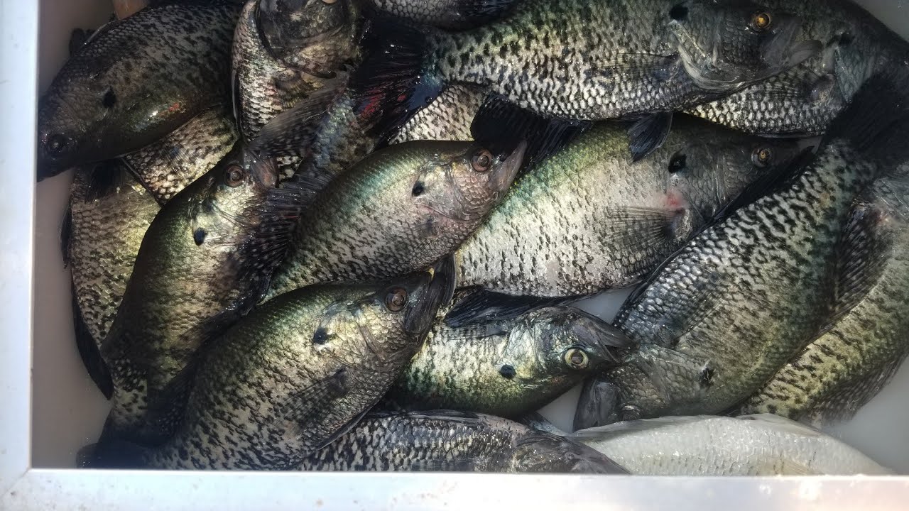 Casting At Hundreds Of Spawning Crappie! *Crappie Spawn 2024* - YouTube