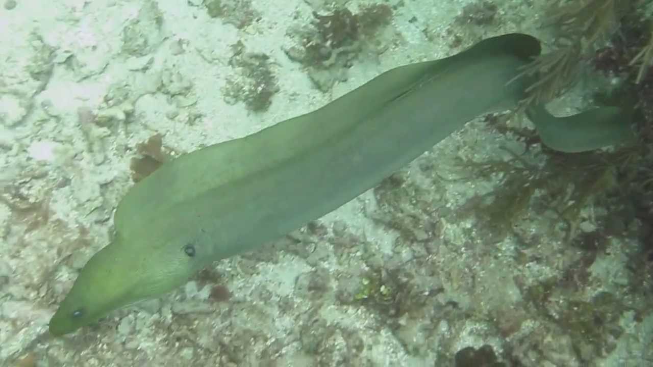 More free swimming green moray eels - YouTube