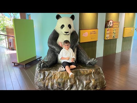 Yusuf Singapur hayvanat bahçesinde pandaları ziyaret etti😳🤩 Yavru panda çok sevimli🐼😍
