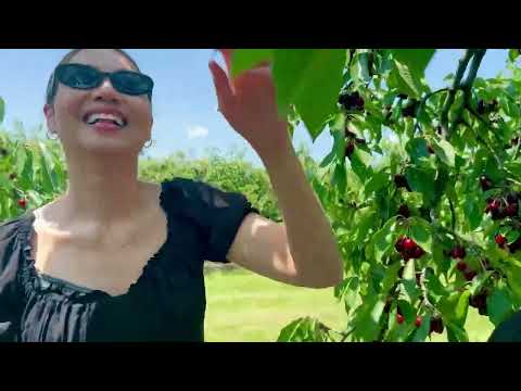 Cherry 🍒 farm in Canada 🇨🇦 - YouTube