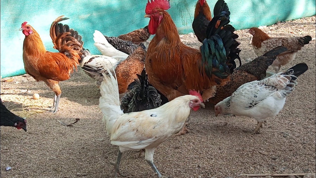 Desi murgi kab our kitna ande deti hai | golden murgi farm | desi murgi ...