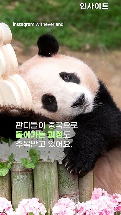 중국 갈 준비 하고 있는 푸바오가 곧 하게 될 케이지 적응 연습😢 Youtube