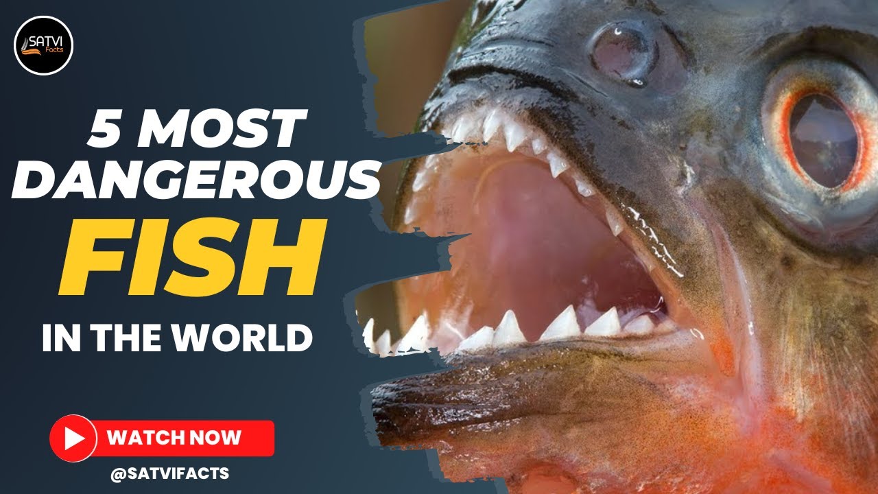 5 Most Dangerous Fish in The World | दुनिया की 5 सबसे खतरनाक मछली ...