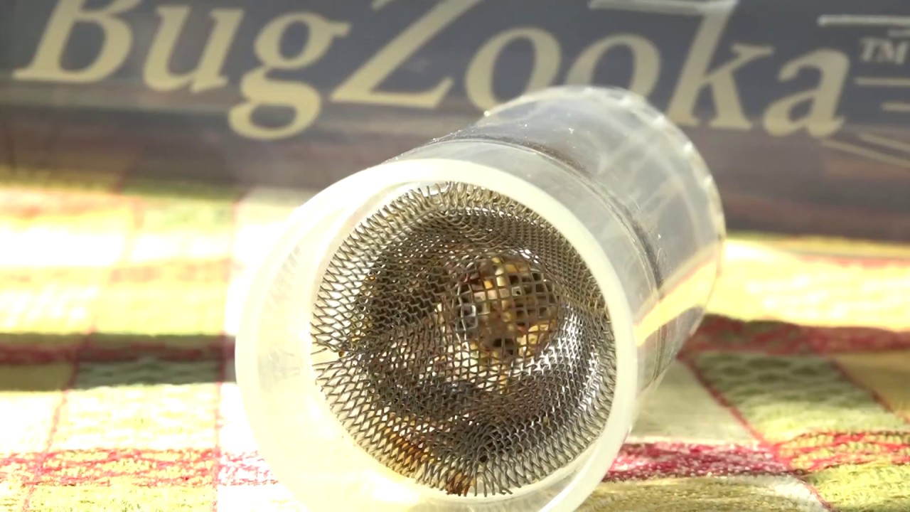 Caught 117 Yellow Jacket Wasps in 30 minutes! What I use to trap wasps ...