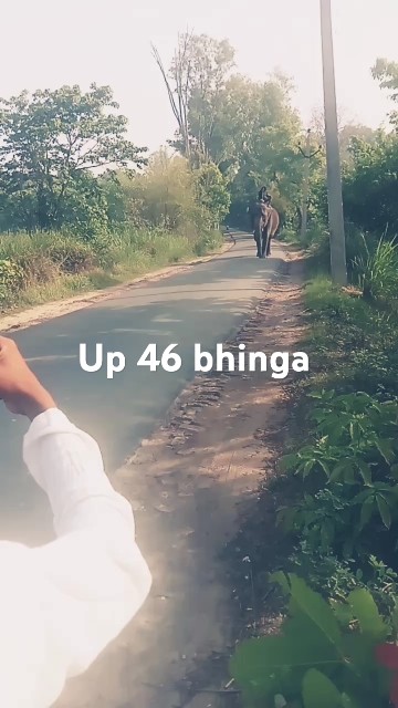 up 46 bhinga - YouTube