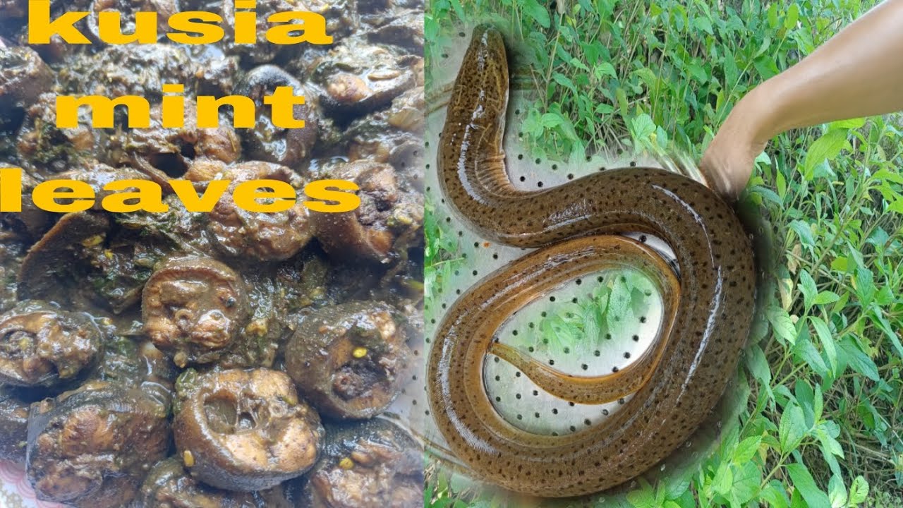 Eel fish cooking with mint leaves//kusia fish curry//kusia jwg ontai ...