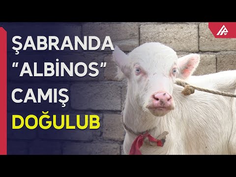 Camışçılıq təsərrüfatında qeyri-adi bala doğulub - APA TV