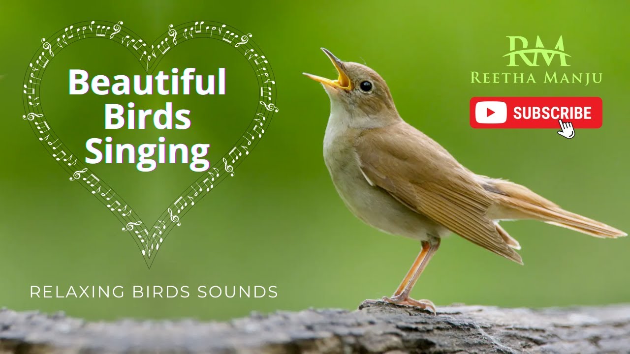 Beautiful Birds Singing | Birds Sounds | Relaxing Music - YouTube