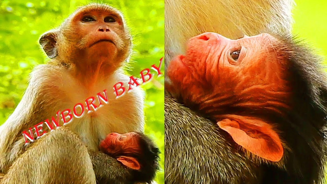 WELCOME TO NEWBORN BABY JUST BORN TODAY/ LOVELY MONKEY!/HOW TO NURSE ...