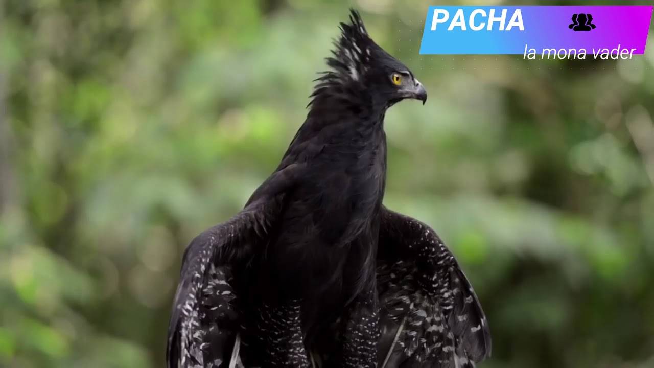 PACHA - la mona vader (ft.POLO ROJO ft.CAMPANITA) - YouTube