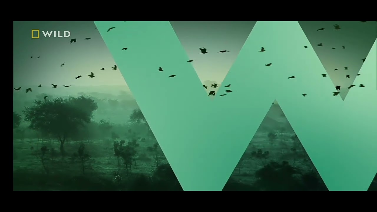 (Happy Earth Day) National Geographic Wild Ident (2022?) - YouTube