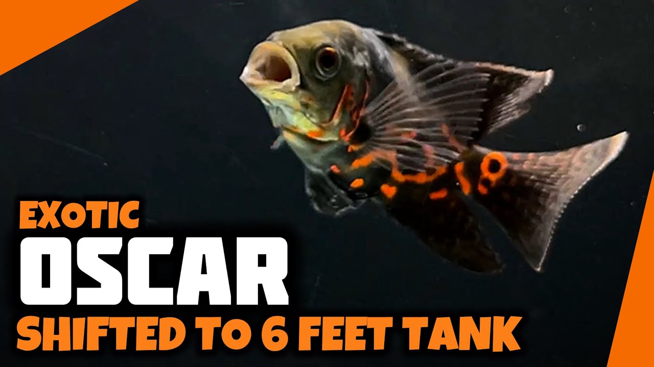 Finally Shifted Exotic Oscar to a Massive 6-Feet Tank! Must Watch ...