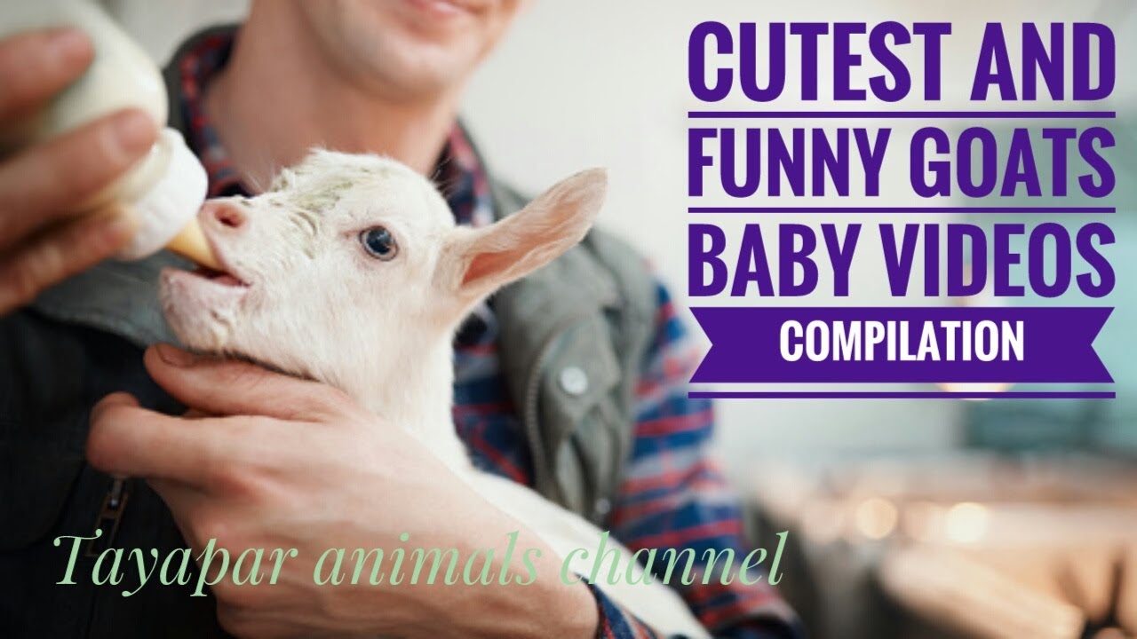 Cutest And Funny Goats Baby Videos Compilation # Tayapar animals - YouTube