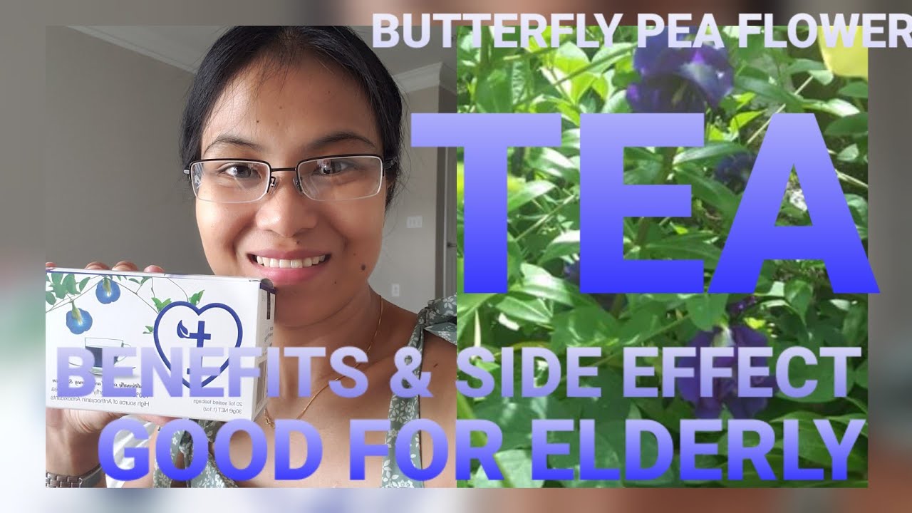 BUTTERYFY PEA FLOWER TEA || BLUE TERNATE | CLITORIA TERNATEA ...