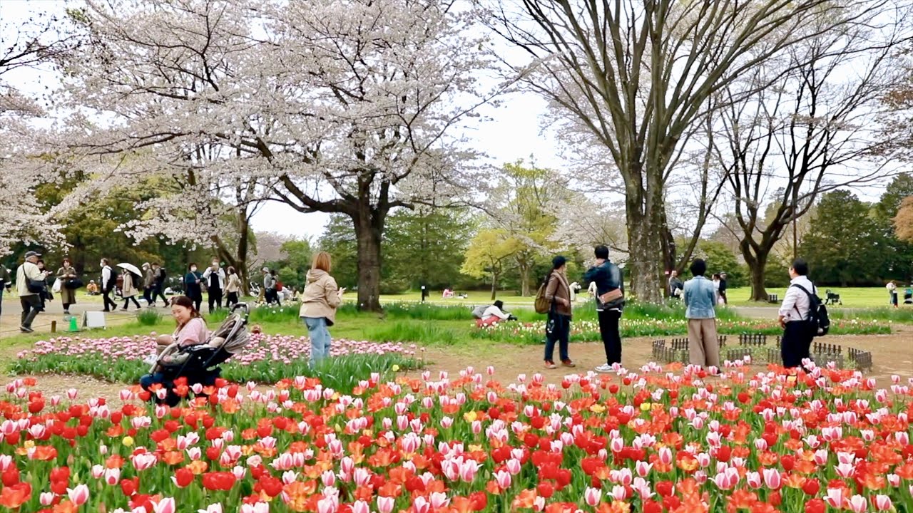 Japan city walk | Showa kinen park at spring in Tokyo city japan |Japan ...