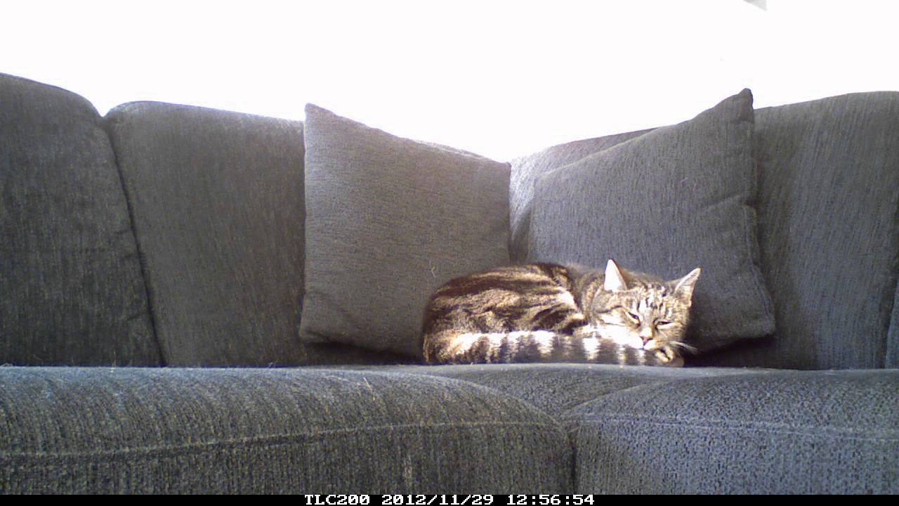 Time lapse of Juul the cat - YouTube