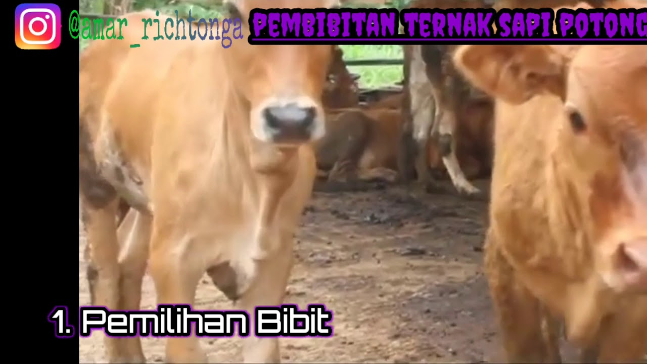 Pembibitan sapi potong || Manajemen pembibitan ternak - YouTube
