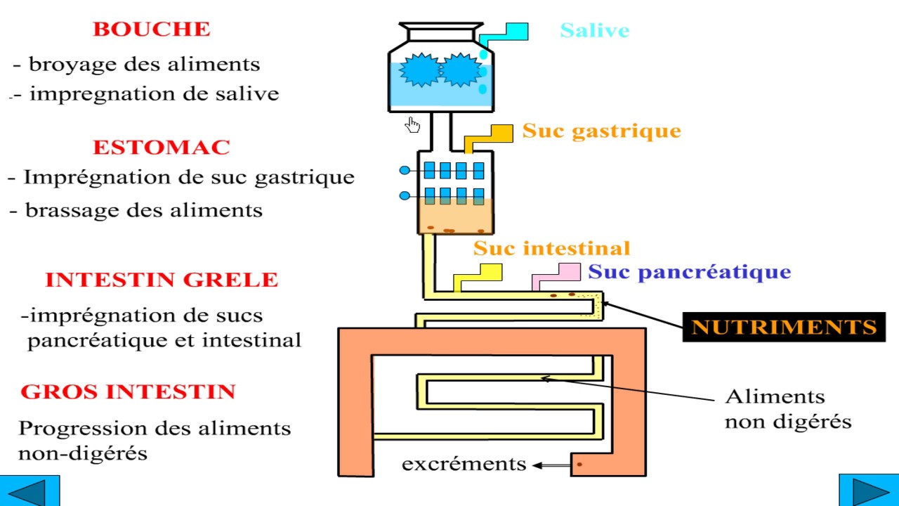 la digestion des aliments - YouTube