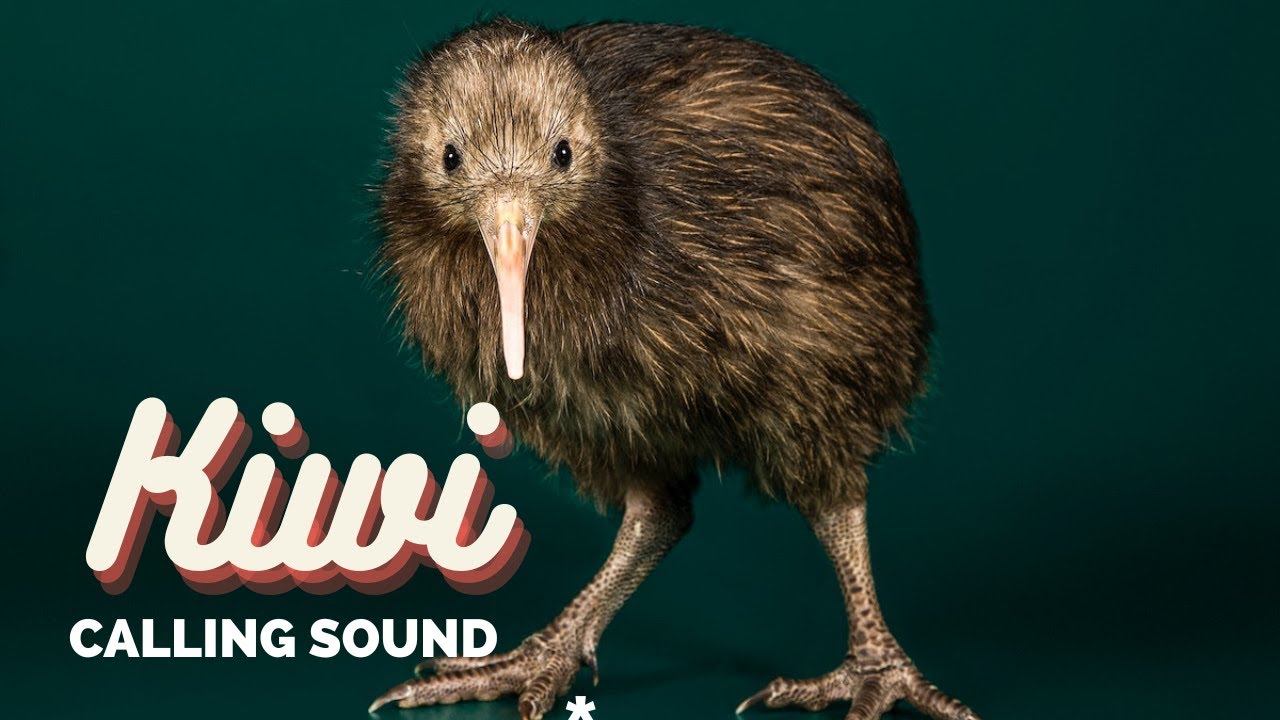 Kiwi Calling Sound - YouTube