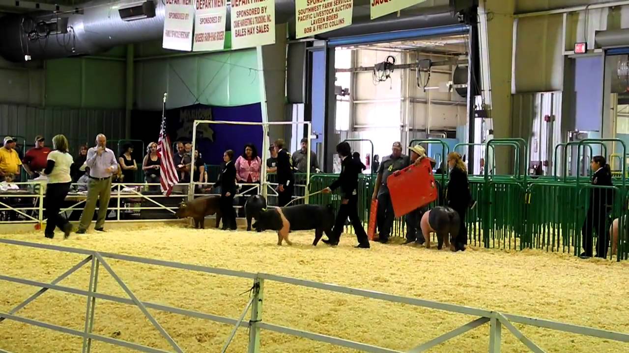2011 Maricopa County Fair pig showmanship - YouTube