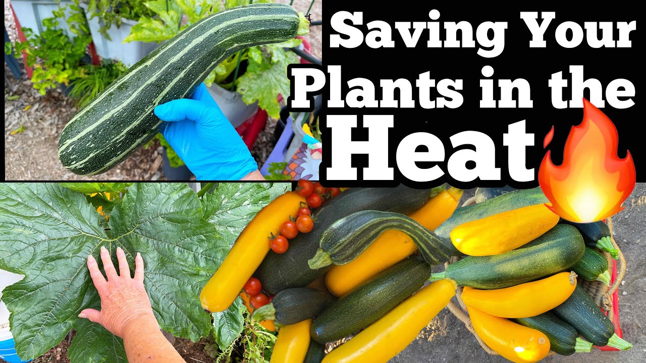 HOT SUMMER GARDEN TIPS for Heat Maintenance for Vegetable Garden Plants ...