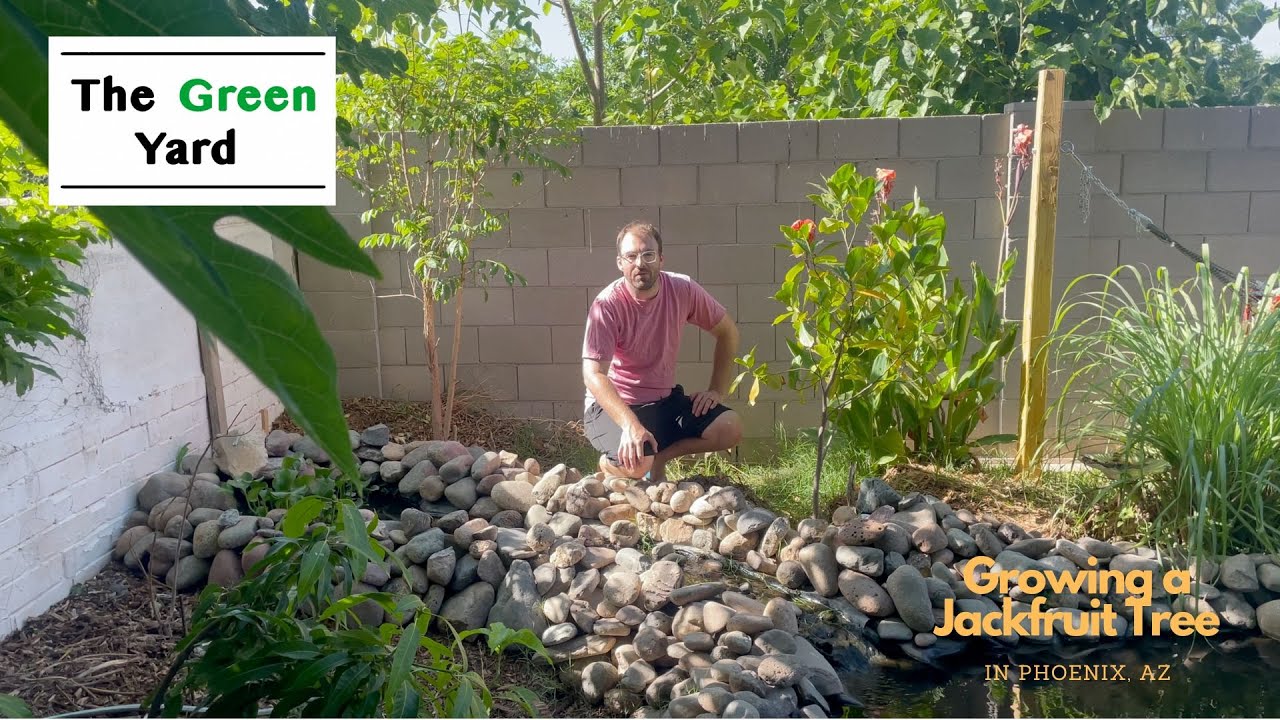 Growing a Jackfruit Tree, in Ground, in Zone 9B, Phoenix, AZ! - YouTube