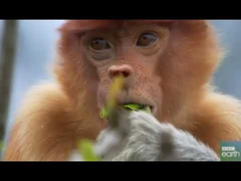 Cute animals food GIF   Find on GIFER