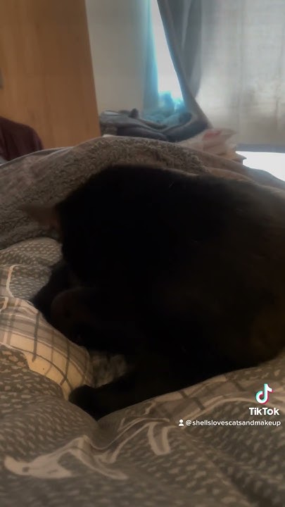 #blackcat #tuxedocat #chilledcat #cleaningcats time for a good wash,Oreo and Hades style! - YouTube