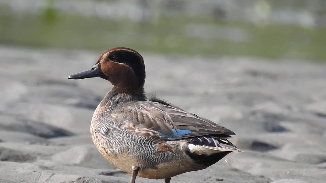 Eurasian/common teal - YouTube