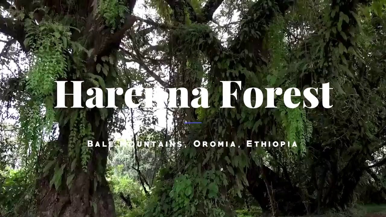 Harenna Forest Bale Mountains - Armaye_Ethiopia_Tours - YouTube