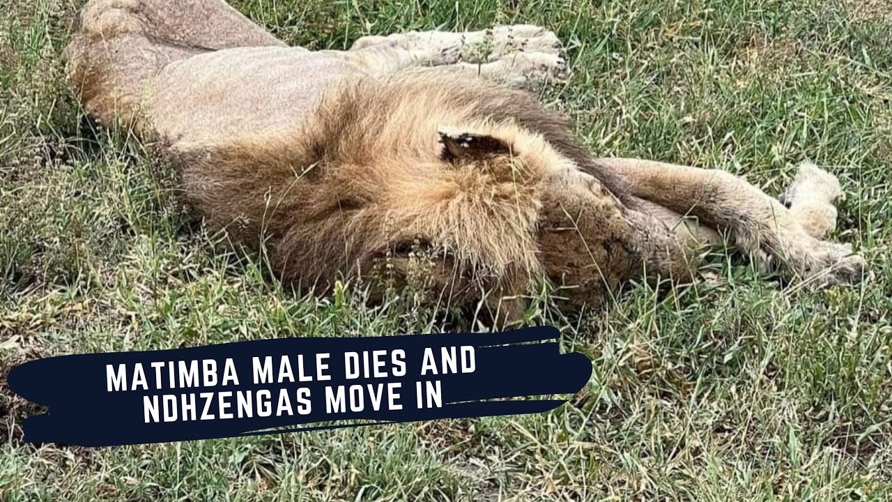 Rest in Peace Matimba Male HB - N'waswitshakas Make A Move - Lion ...