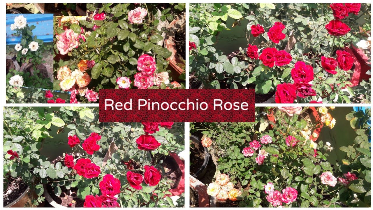 Red Pinocchio Rose,Baby paradise Rose,Light yellow hybrid Rose. - YouTube