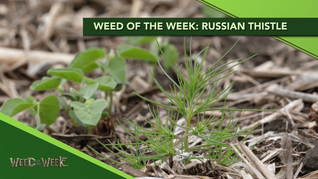 Russian Thistle Weed