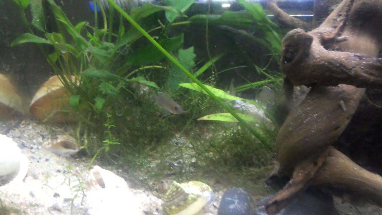 New FISH! Fire Fin Compressiceps and Neolamprologus Similis - YouTube