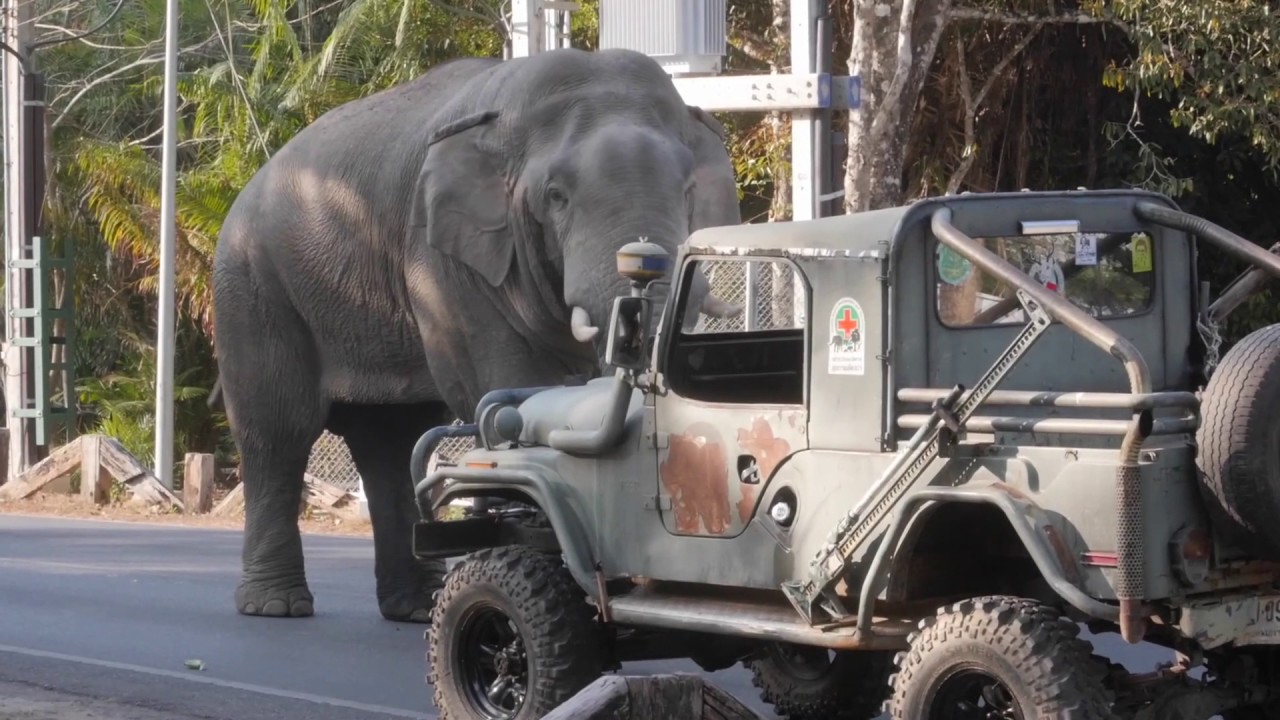 RANGERS SHEPHERD ELEPHANT, KHAO YAI NP, THAILAND. - YouTube