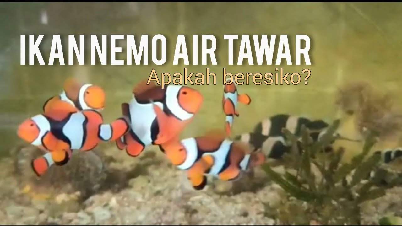 Memelihara Ikan Nemo Air Tawar @ikanpedia6856 - YouTube