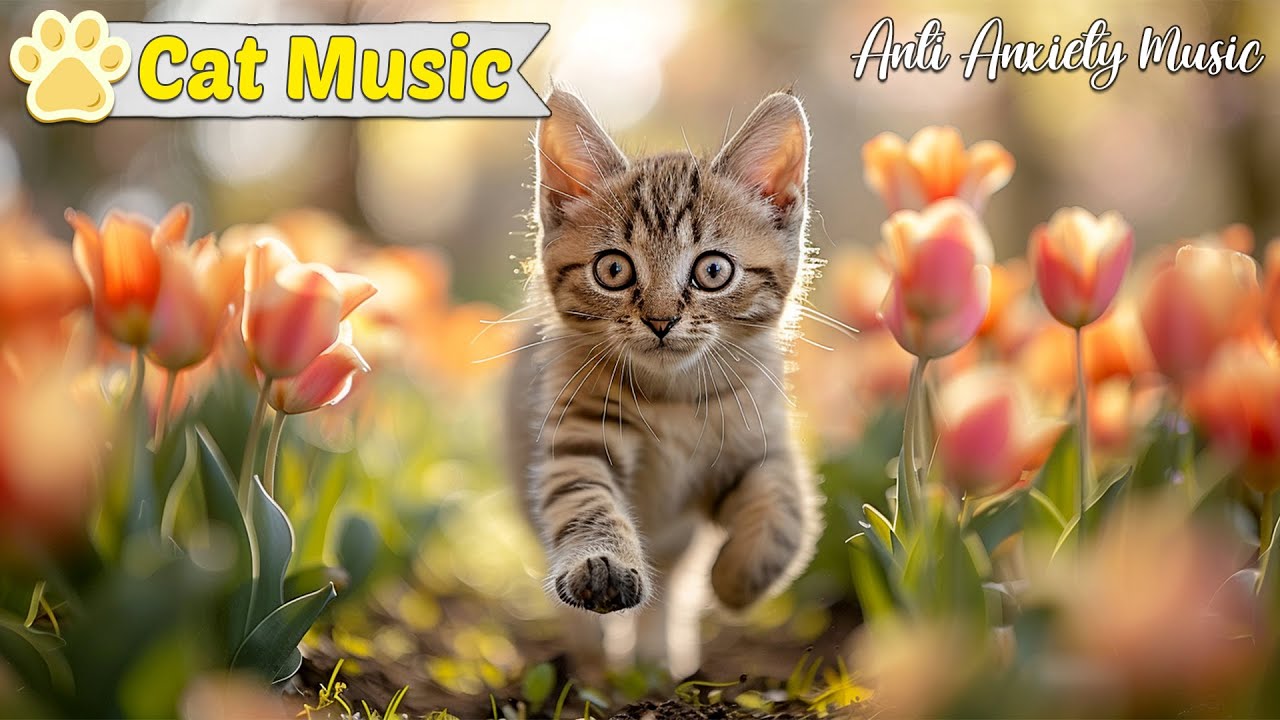AMAZING Music for Cats - Cat Peacefulness - Music to Soothe and Relax ...