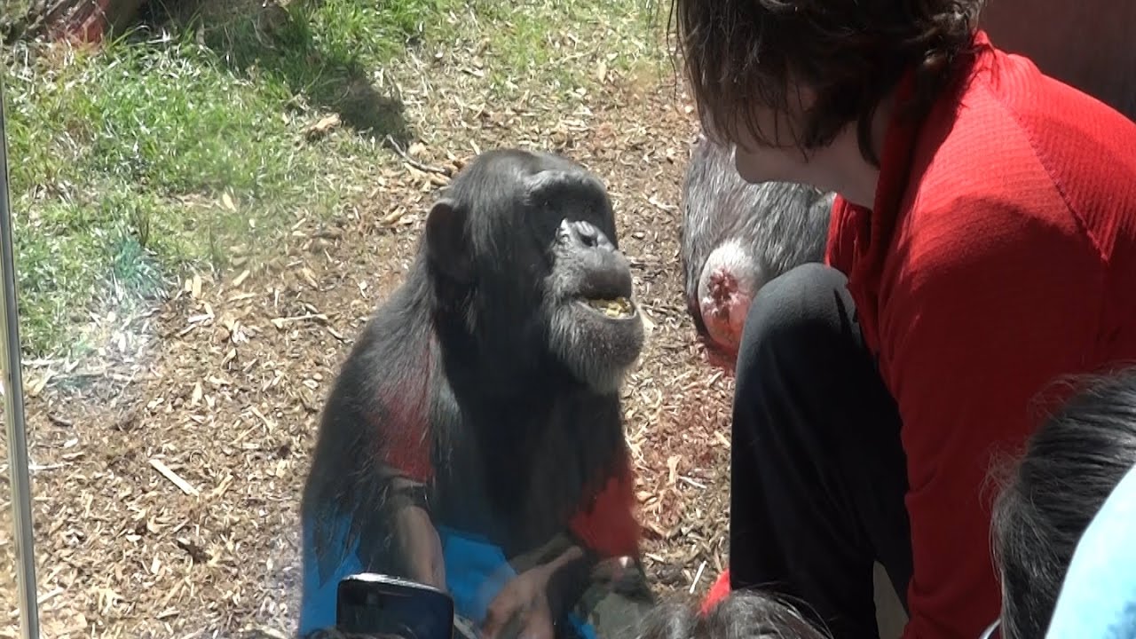A Lesson in Chimp Behavior - YouTube