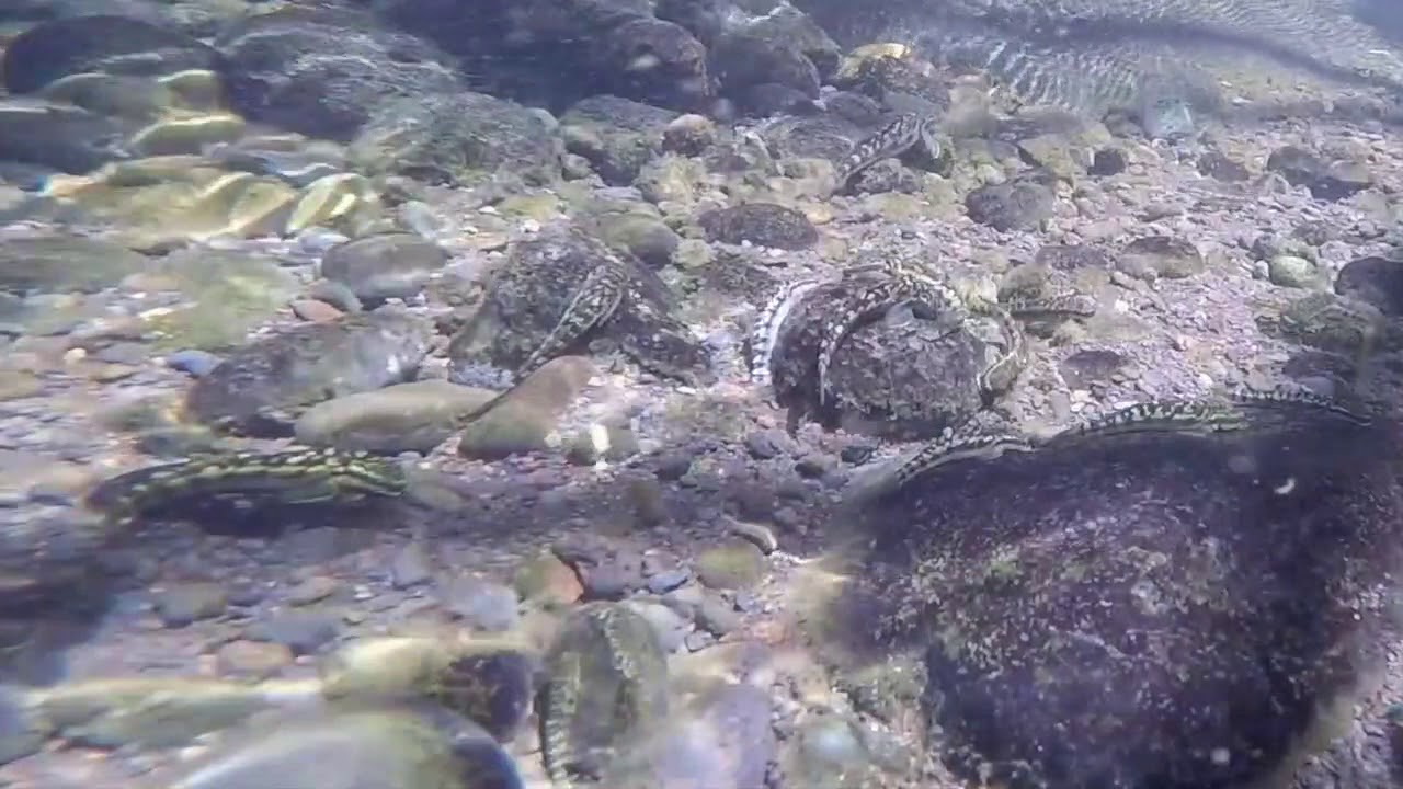 ‘o‘opu nopili (Sicyopterus stimpsoni) feeding on stream bottom - YouTube