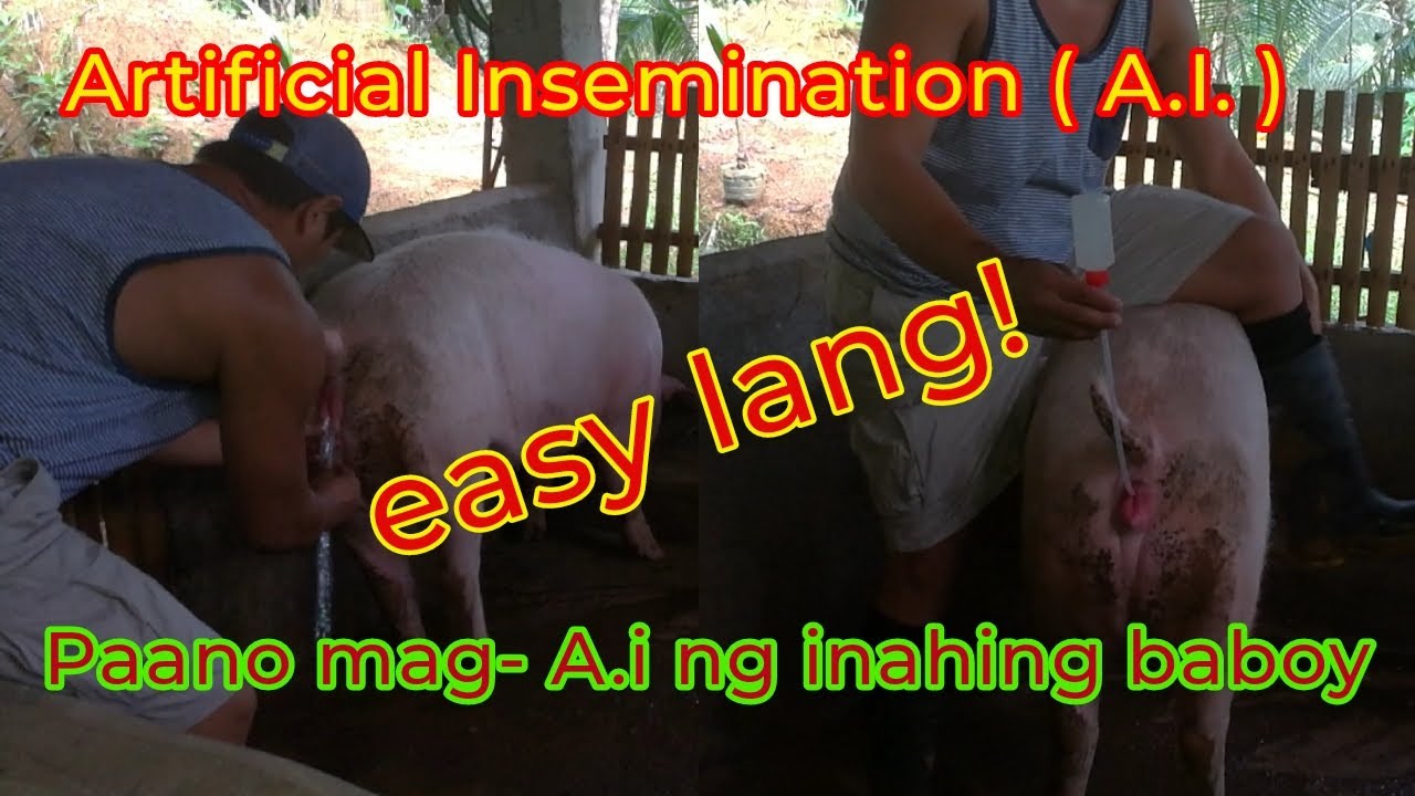 How to do artificial insemination for pigs (A.I.) | Paano mag ...