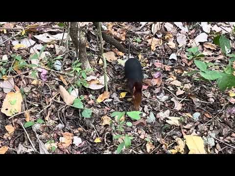 Zanzibar Black-and-rufous Sengi hunting around in Zanzibar