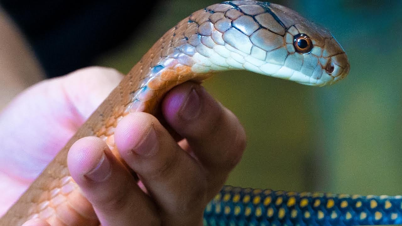 FREE HANDLING A KING COBRA!! GOOD IDEA?? | BRIAN BARCZYK - YouTube