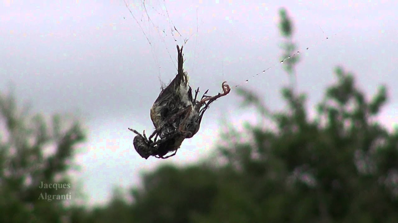 A spider killed a bird in South Africa - YouTube