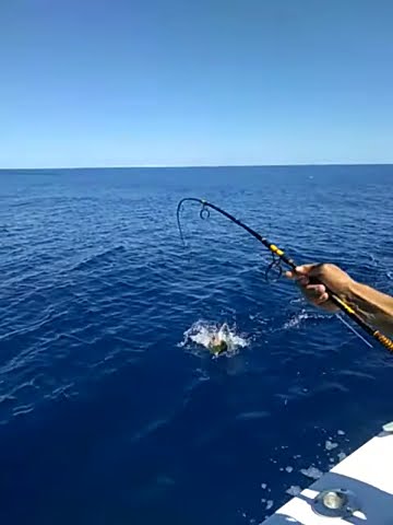 Fishing on board Scilly Cay Fishing Charters! Anguilla BWI! - YouTube