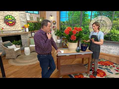 Roberta's 4-Piece Exotic Starfire Lily Bulbs on QVC