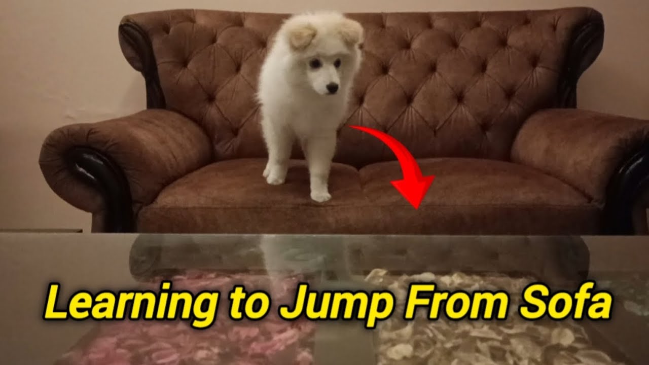 Shiro Training to Jump 😱 Shocking Results 🔥#shiro #dog - YouTube