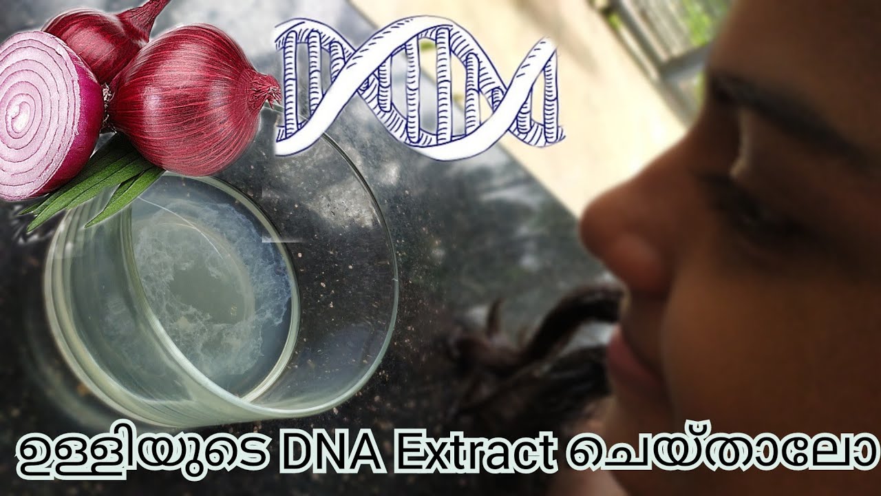 നമ്മൾക്ക് DNA ഒന്ന് നേരിട്ട് കണ്ടാലോ?|| DNA Extraction of Onion - YouTube